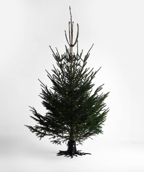 Christmas Tree Stand "The Root" - Black - Garden Glory - Order Online ...